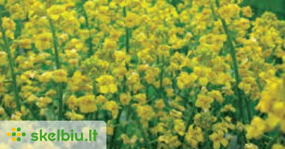 misinys zalinimui zarasu r skelbimai - Skelbiu.lt