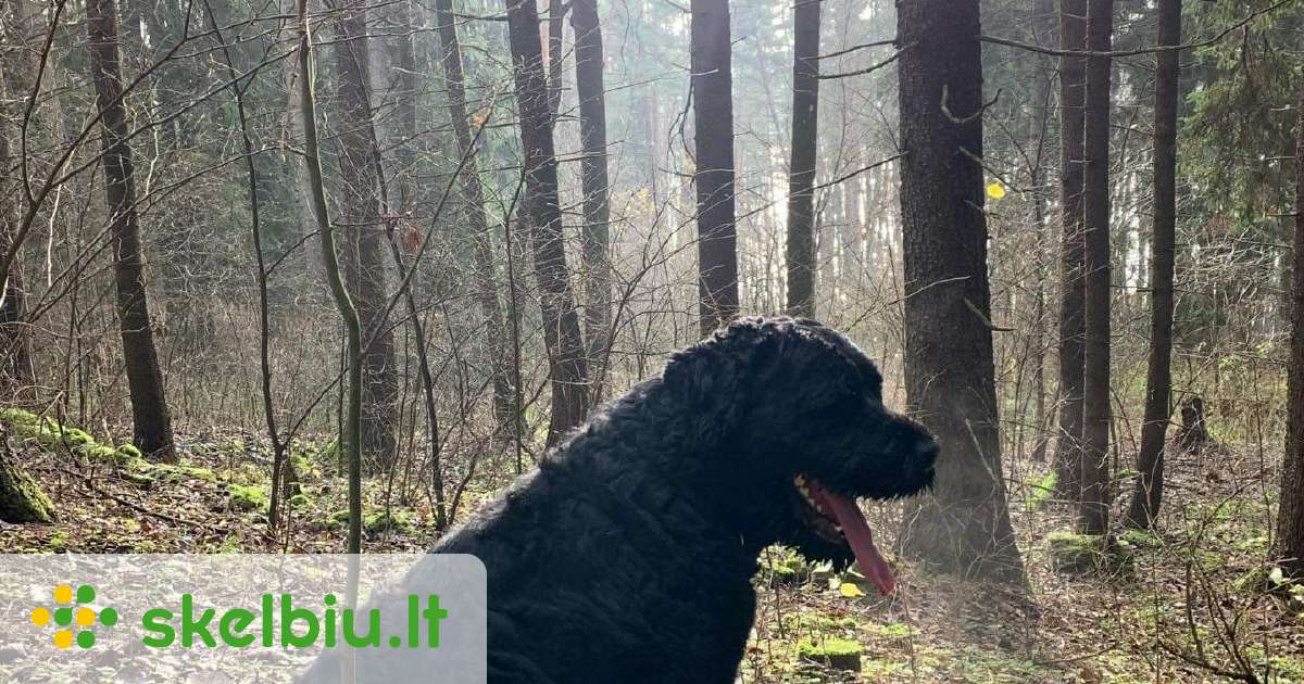 Juodieji rusų terjerai šunys - Skelbiu.lt