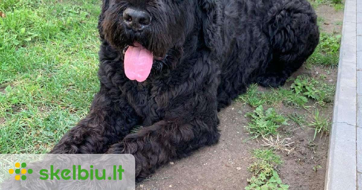 Juodieji rusų terjerai šunys - Skelbiu.lt