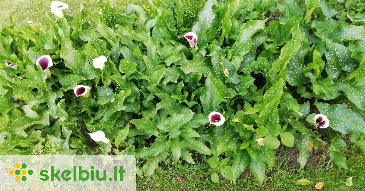 Nuostabiosios kalijos! - Skelbiu.lt