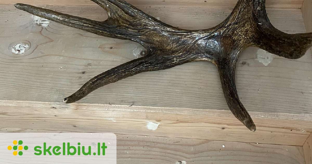 Briedžio ragai - Skelbiu.lt