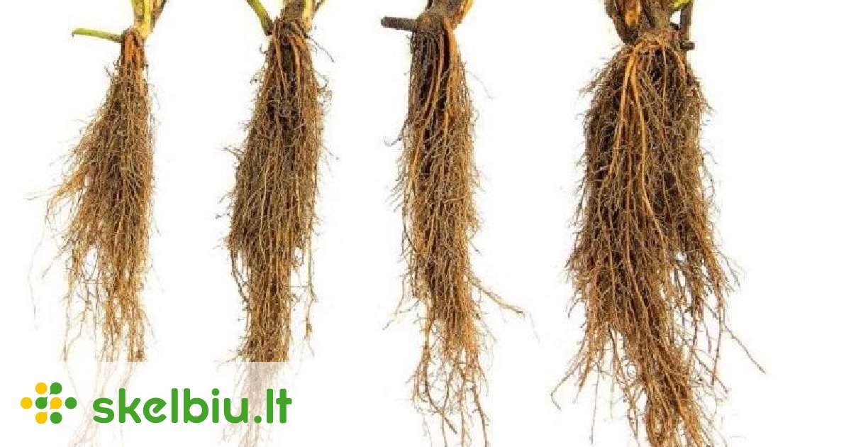 kate 3 9 menesiai skelbimai - Skelbiu.lt