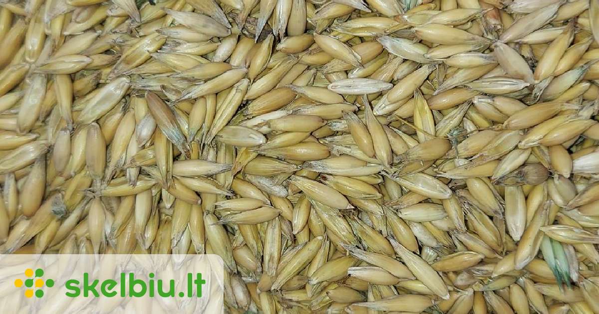 Grūdai, šiaudai, šienas - Skelbiu.lt