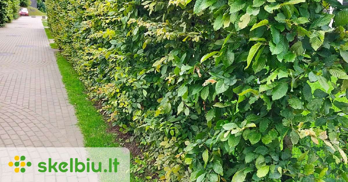 Skroblo sodinukai gyvatvorei, skroblai - Skelbiu.lt