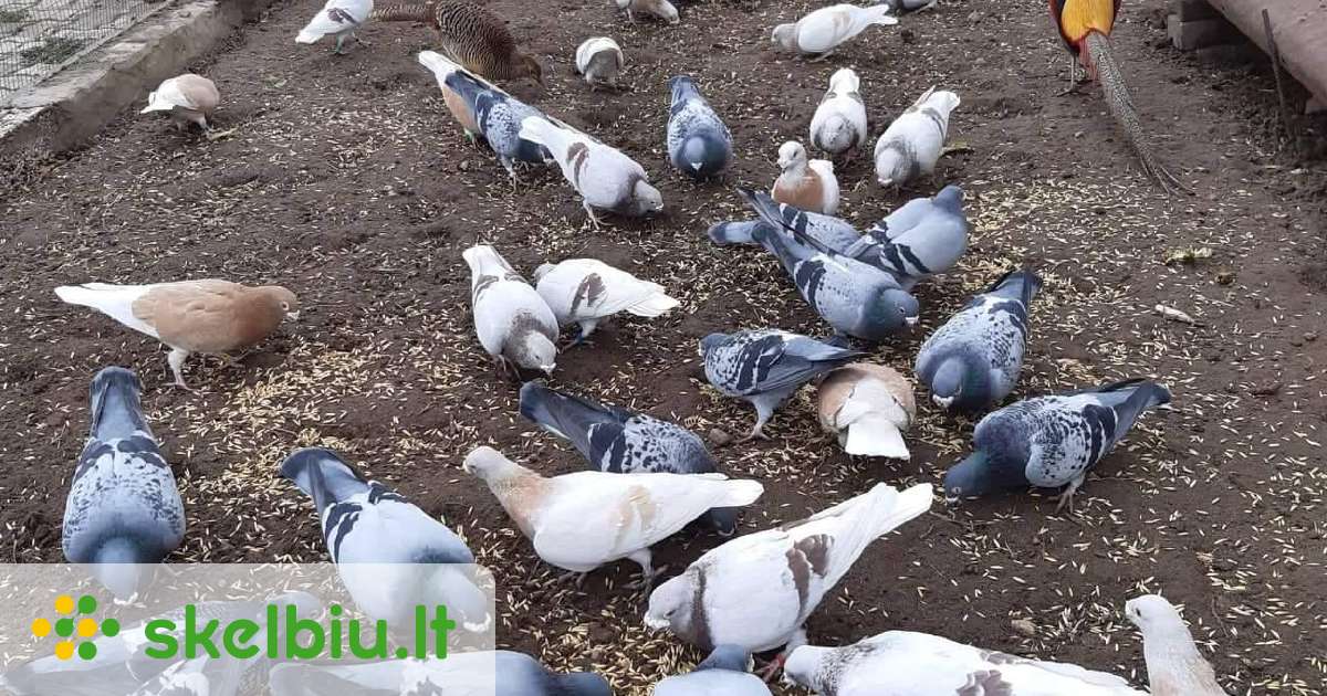 Parduodami įvairūs balandžiai - Skelbiu.lt