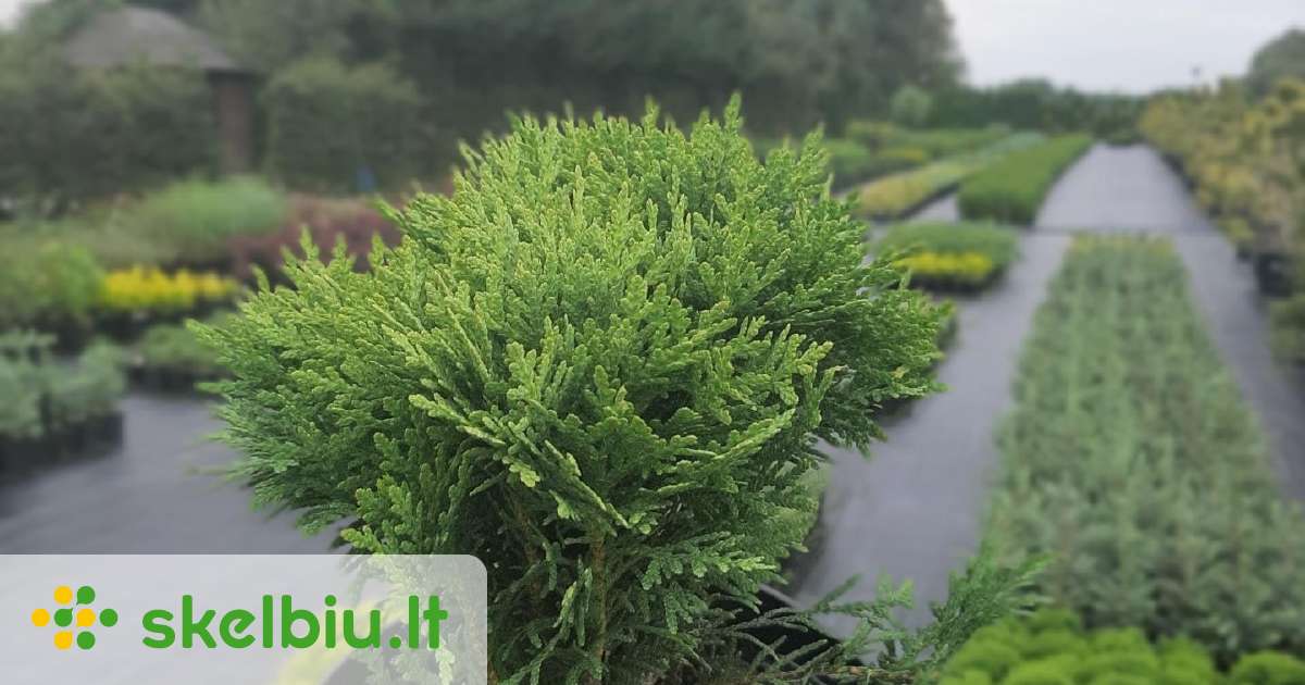 Žemaūgės, apvaliuos tujos "Danica" - Skelbiu.lt