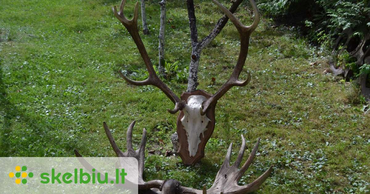 Elnio ragai - Skelbiu.lt