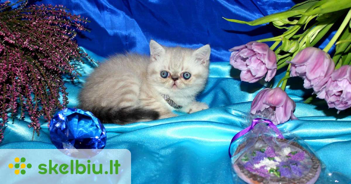 (0_0) Melynake Katyte " Evropa"+ Dovanos.(0_0) - Skelbiu.lt