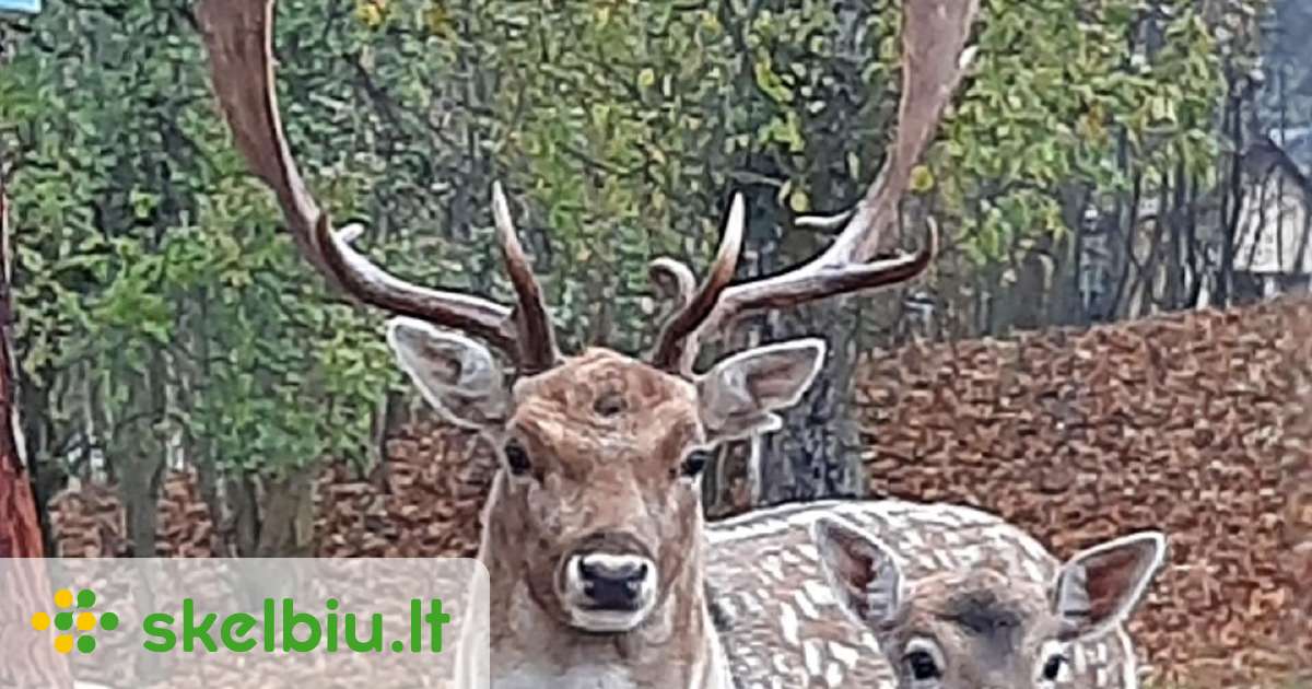 perliniai danieliai skelbimai - Skelbiu.lt