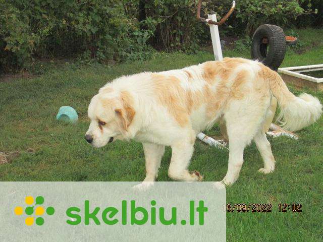 Senbernaras kergimui - Skelbiu.lt