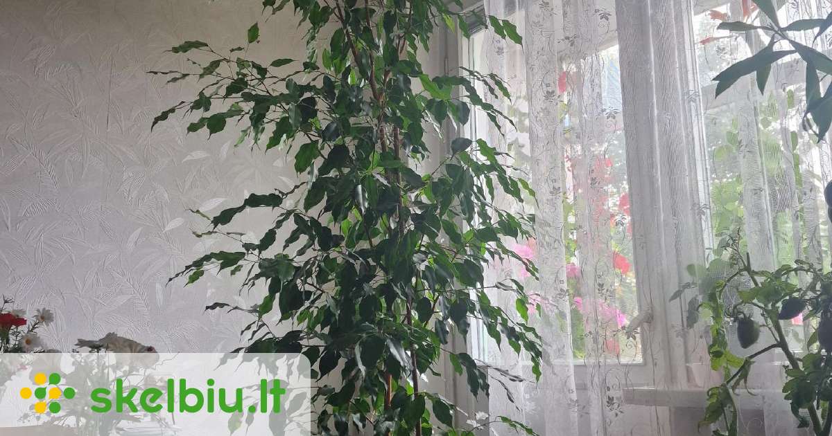 Vešlūs augalai - Skelbiu.lt