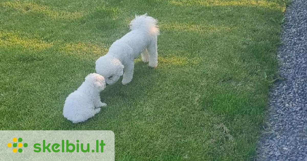 garbanotas bisonas skelbimai - Skelbiu.lt