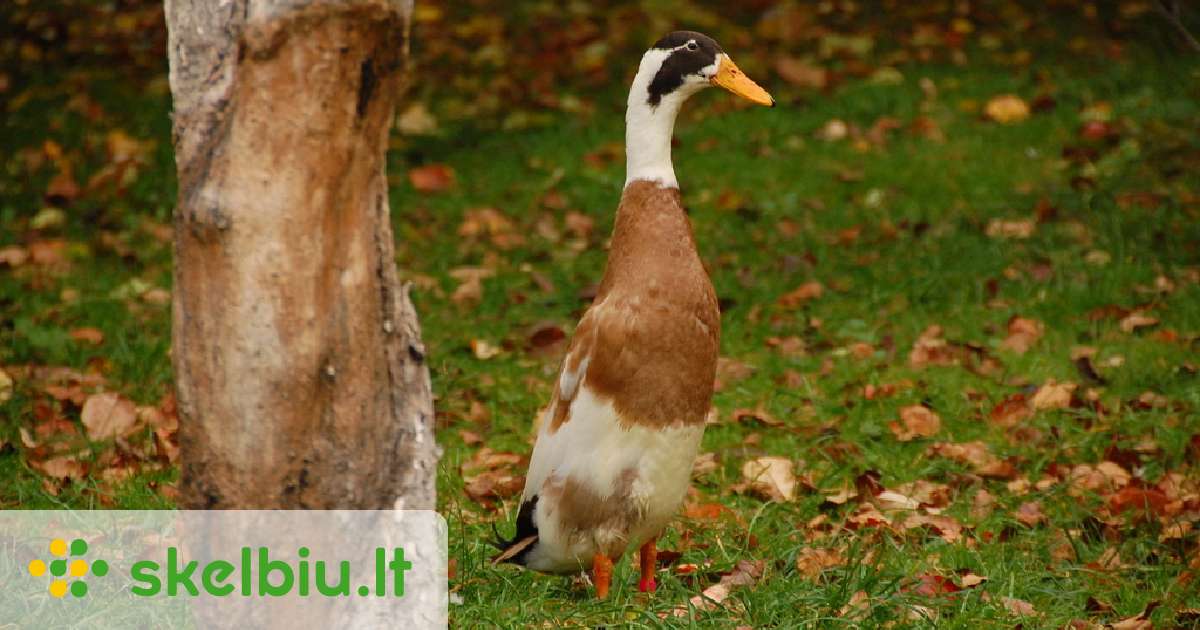 Indijos begikai ir Khaki Cambell - Skelbiu.lt