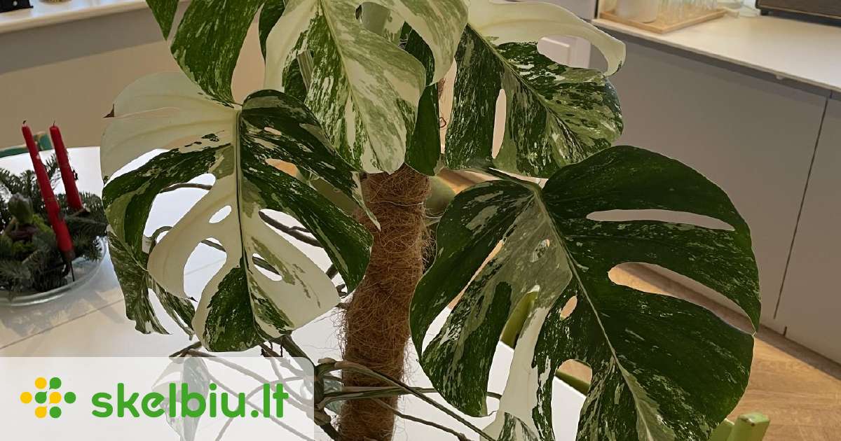 Gėlė monstera variegata - Skelbiu.lt