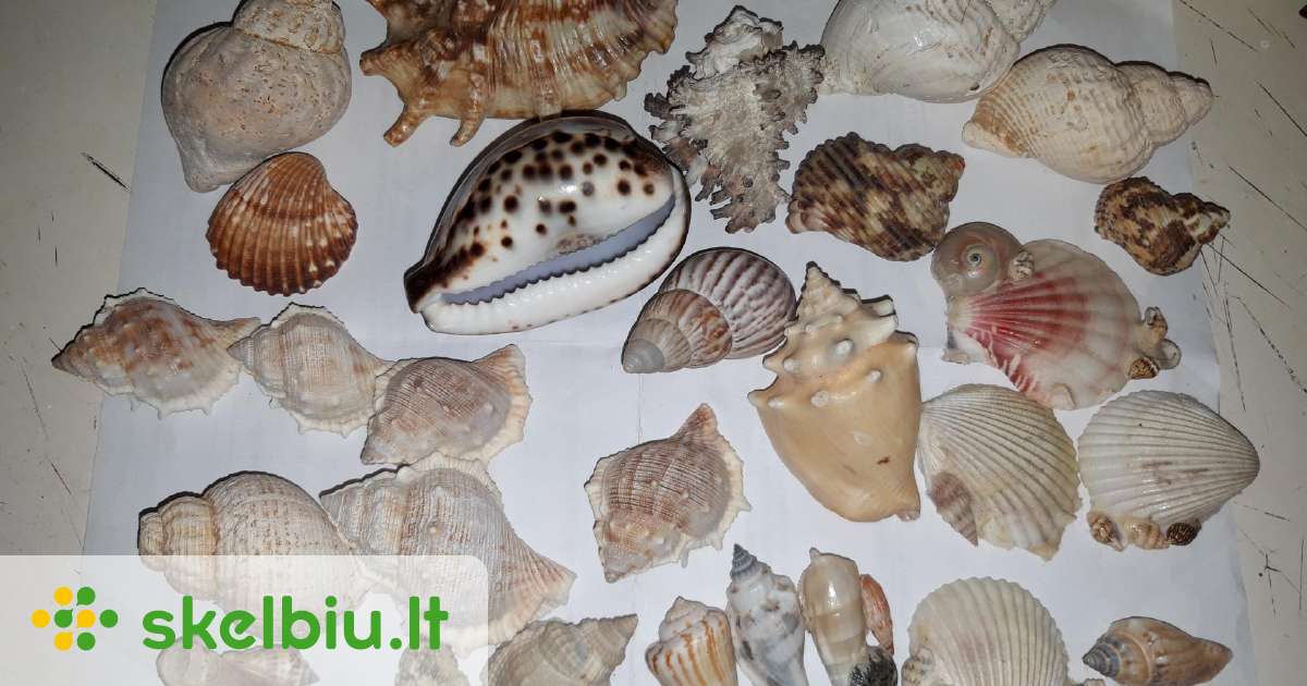 Jurines kriaukles - Skelbiu.lt