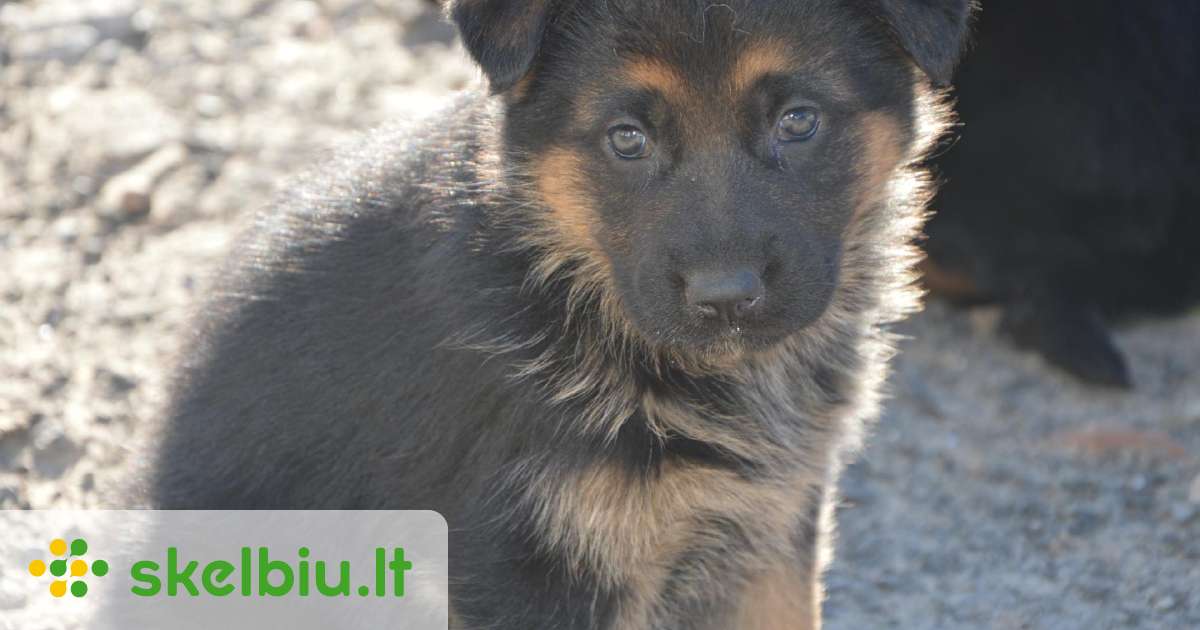 Grinaveisliai vokieciu suniukai - Skelbiu.lt