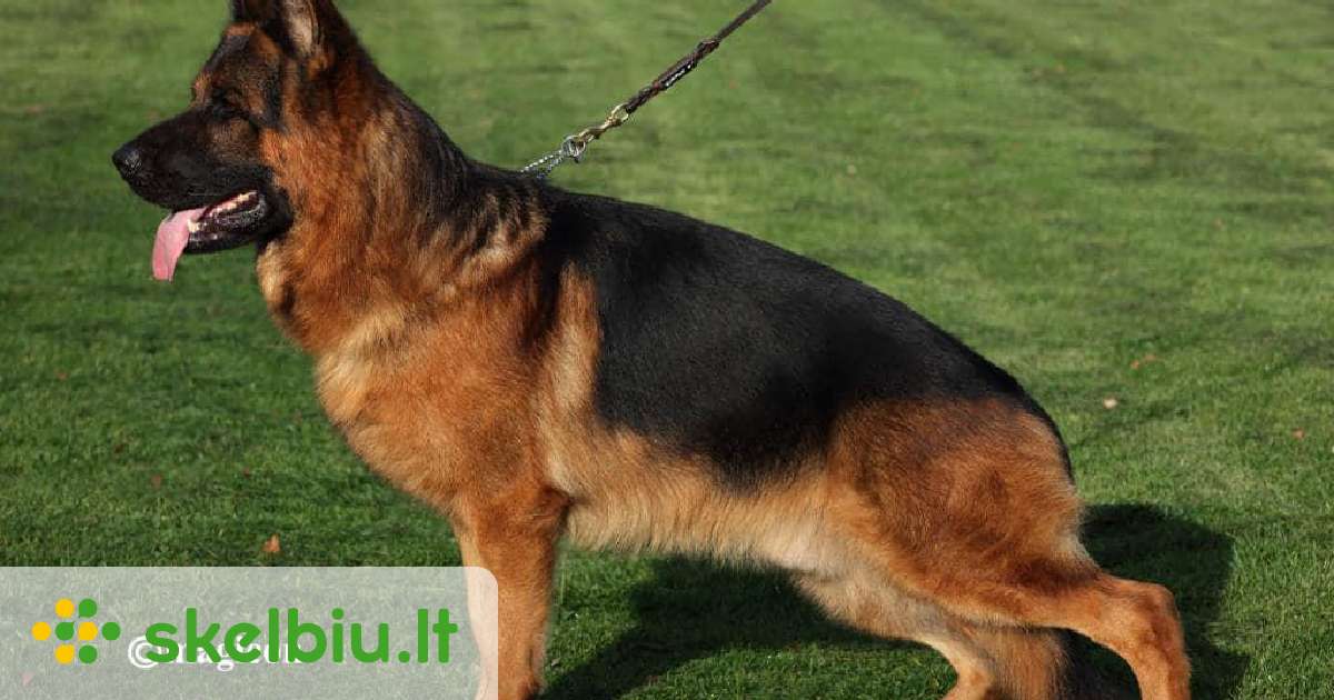 vokieciu aviganiai vilnius skelbimai - Skelbiu.lt