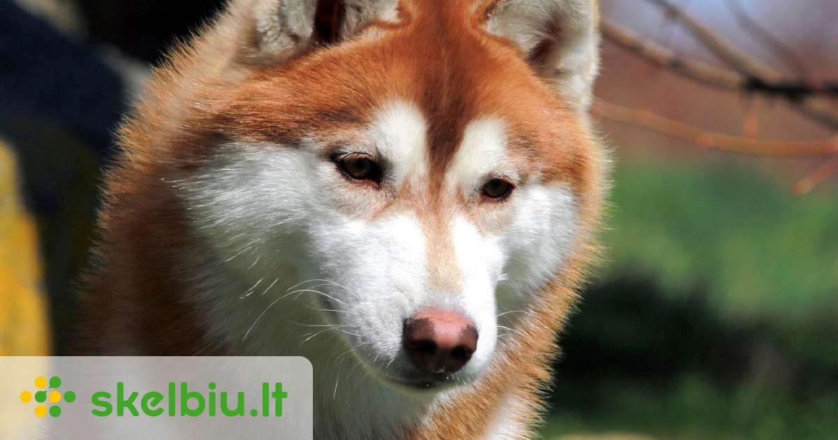 Kalytė su kilmės dokumentais. Sibiro haskis - Skelbiu.lt