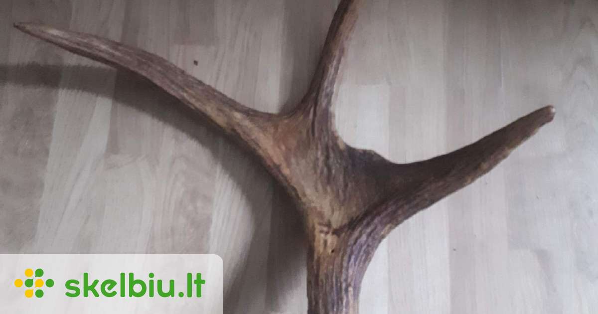 Briedžio ragai - Skelbiu.lt