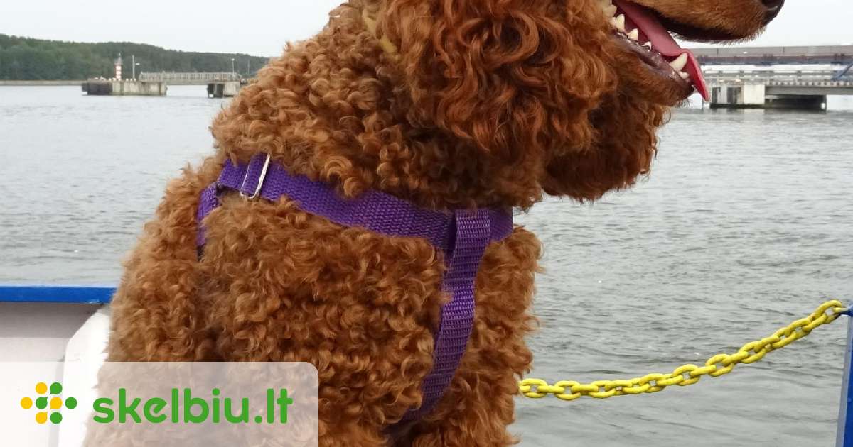 iesko merginos skelbimai - Skelbiu.lt