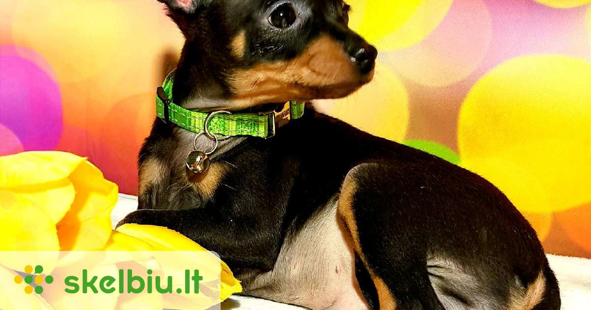 rusu toiterjerai siauliu r skelbimai - Skelbiu.lt