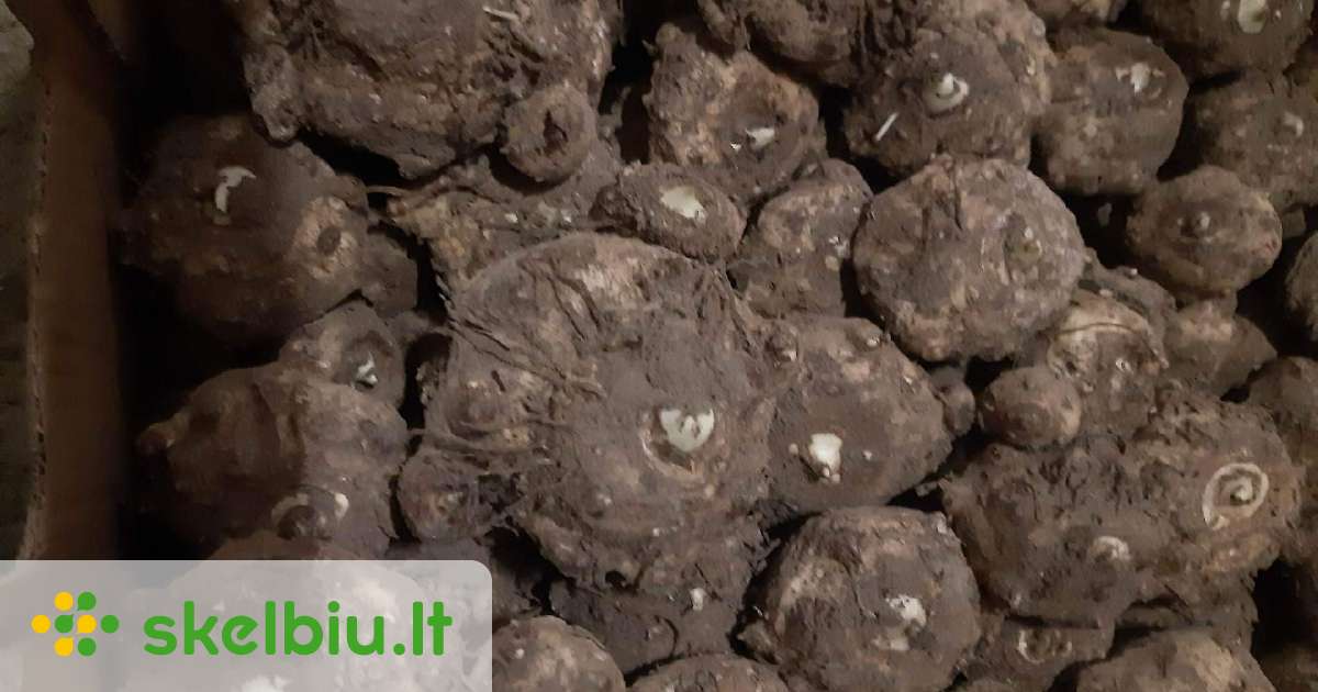 Geltonos kalijos - Skelbiu.lt