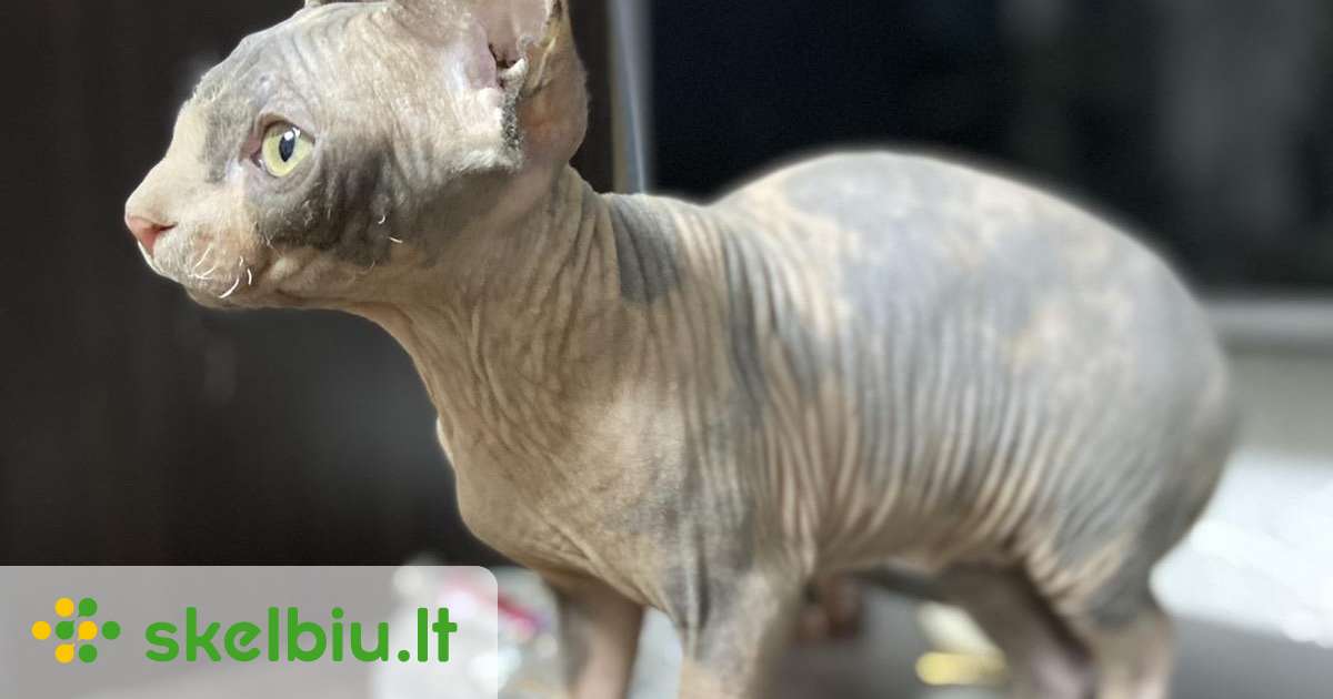 Kanados sfinksas - Skelbiu.lt