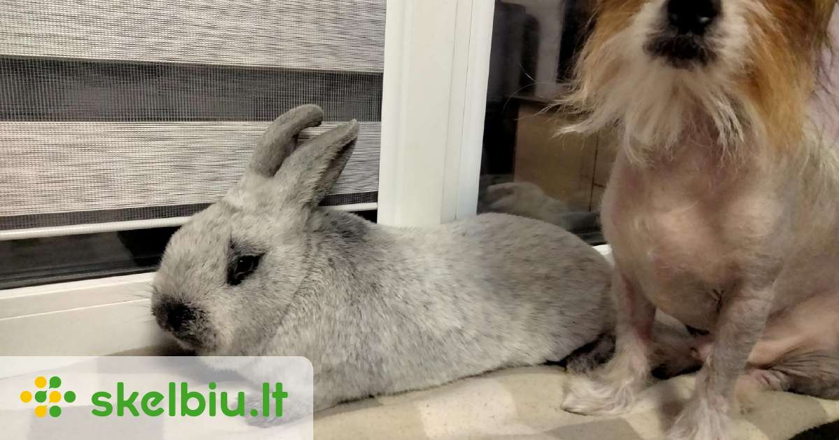 Sidabrinis triusis patele - Skelbiu.lt