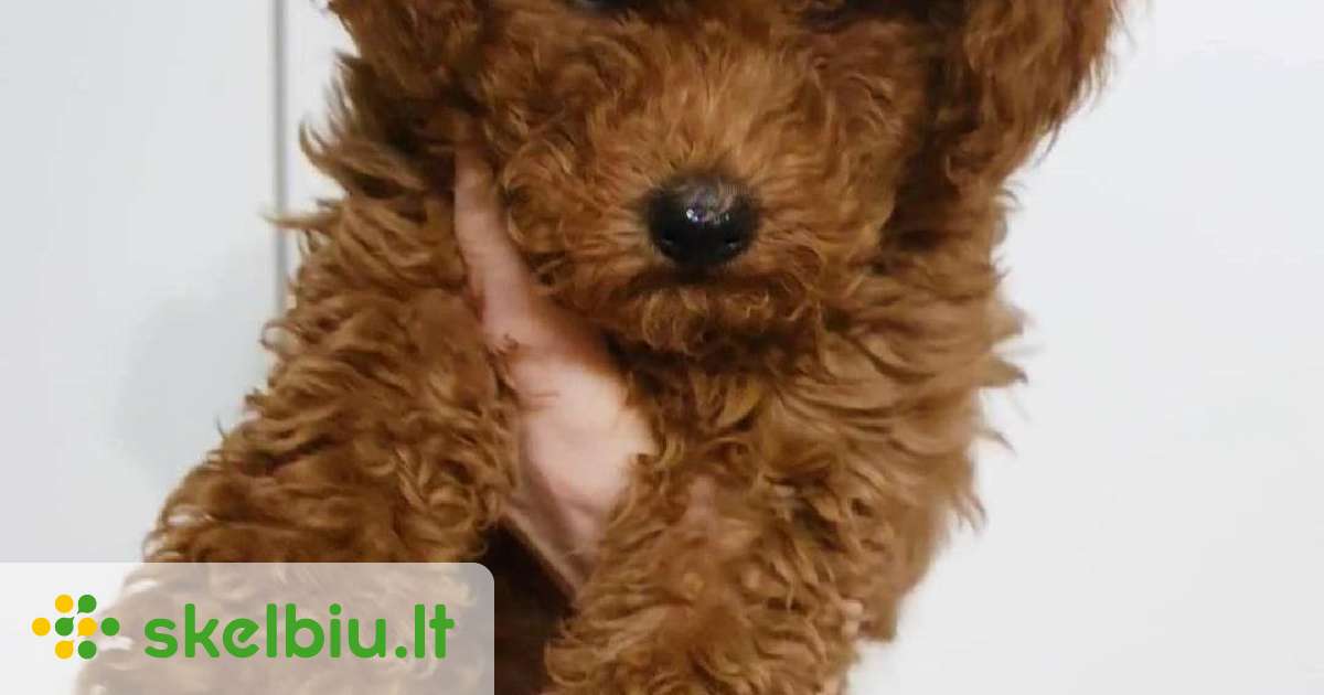 Mini pudeliukai - Skelbiu.lt