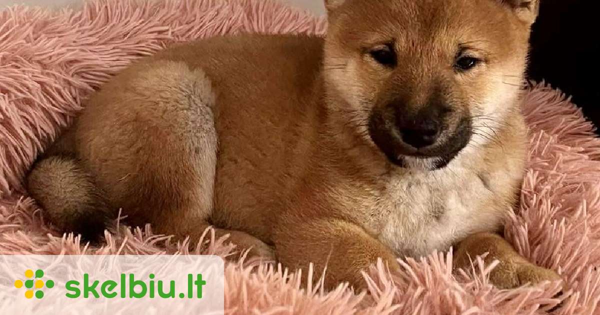 Šiba Inu šunys - Skelbiu.lt