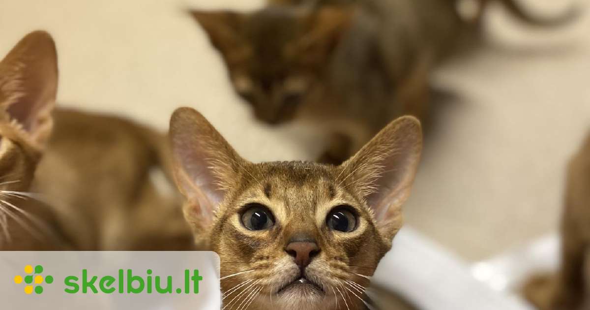 Jauna Kilminga Abisinijos mergaite - Skelbiu.lt