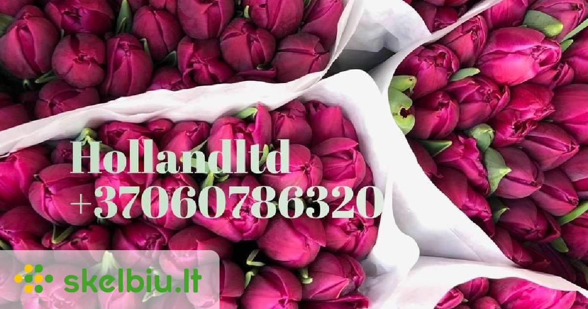 Olandiškos Tulpės Kovo 8 Didmena visa Lietuva - Skelbiu.lt