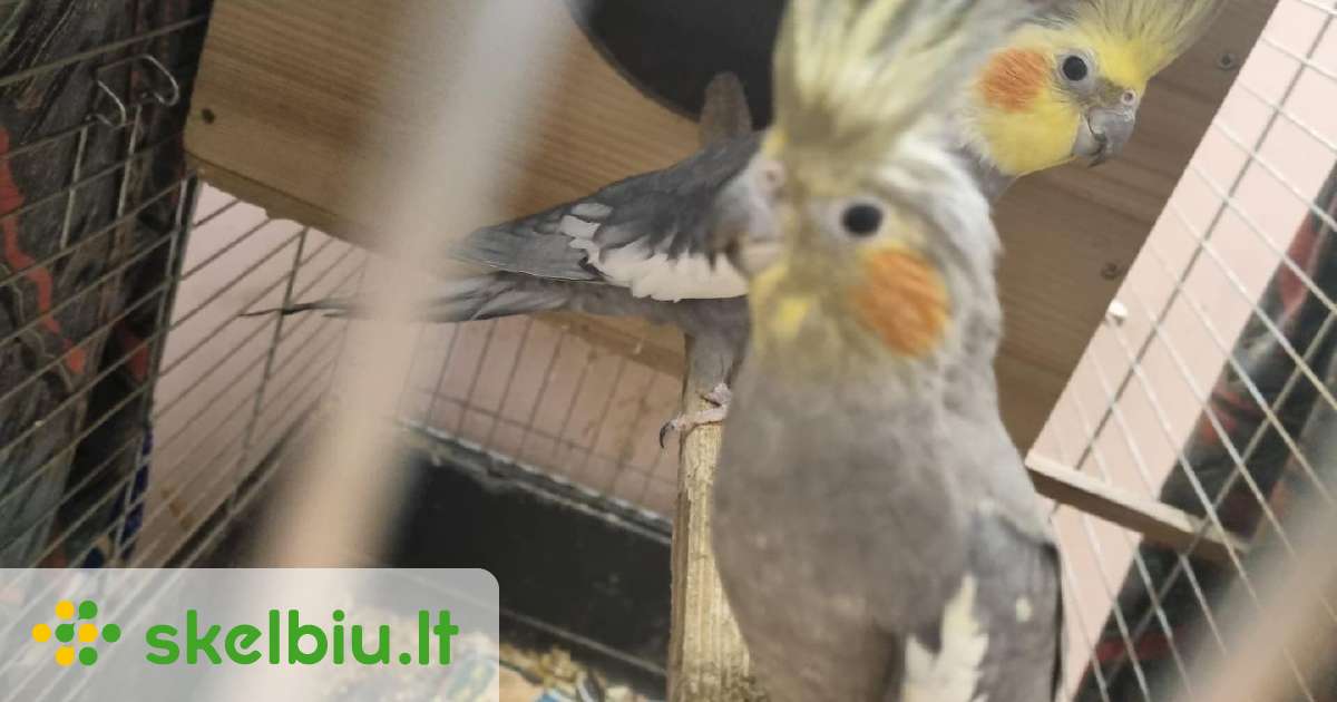 Papūgos nimfos porelė su narveliu - Skelbiu.lt