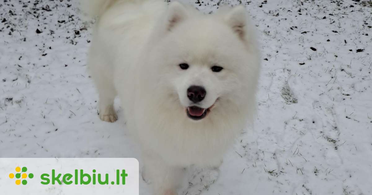 Kilmingas Samojedas laukia panelių - Skelbiu.lt