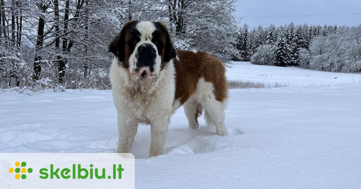 Senbernaras ieško draugės - Skelbiu.lt