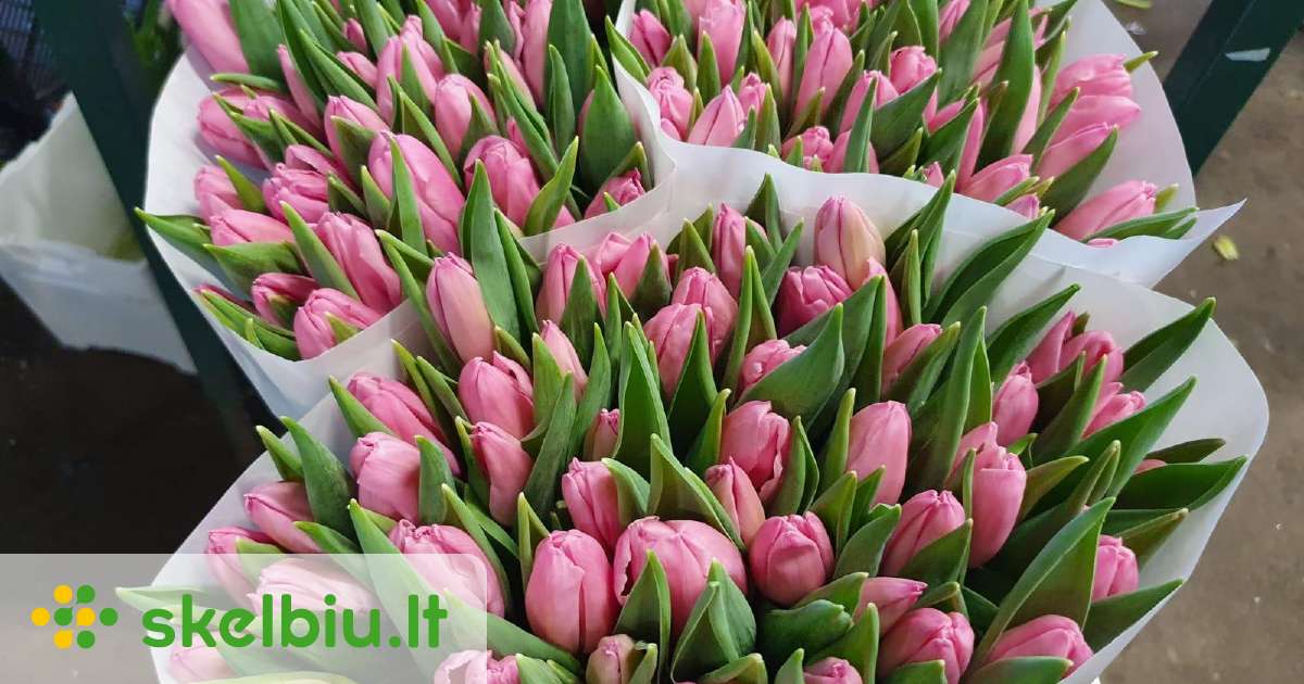 Tulpes Kovo 8 iš Olandijos Didmena - Skelbiu.lt