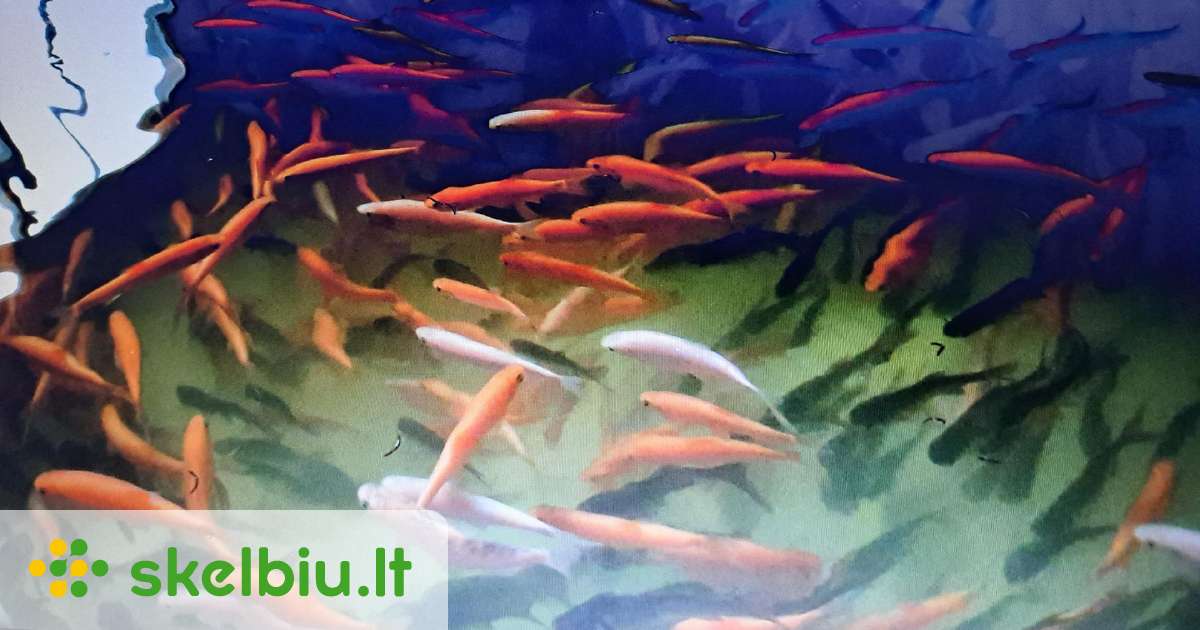 mailius utenos r skelbimai - Skelbiu.lt