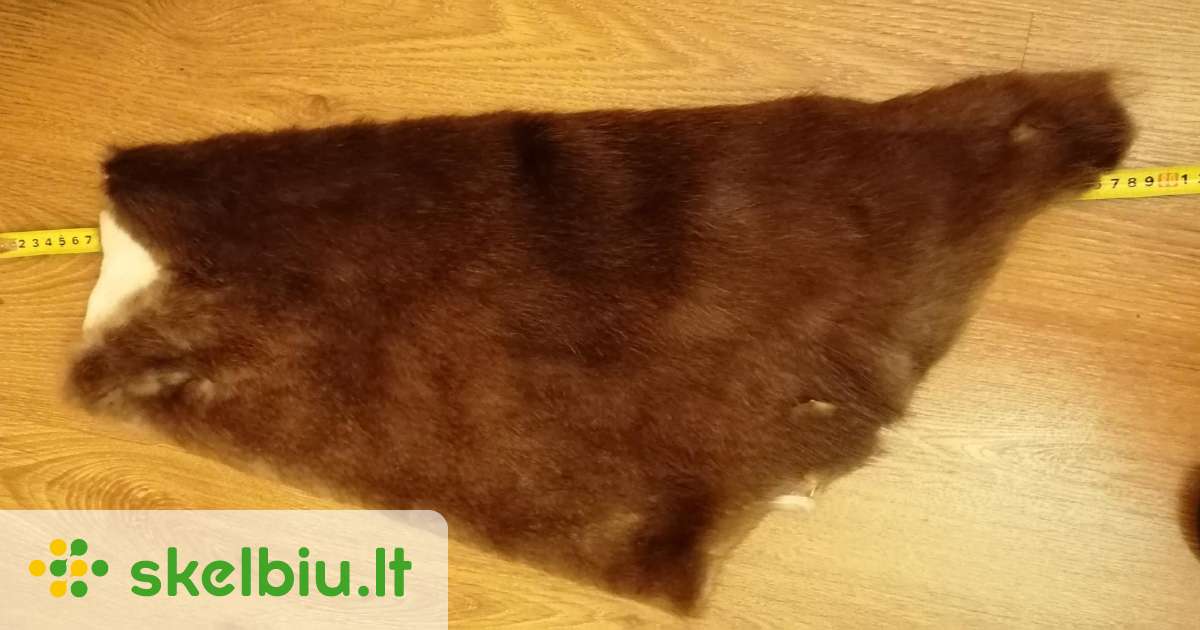 Bebro kailis - Skelbiu.lt