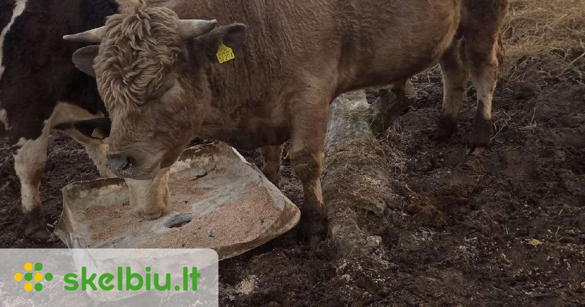 Parduodamas šarole x mėsinis bulius - Skelbiu.lt