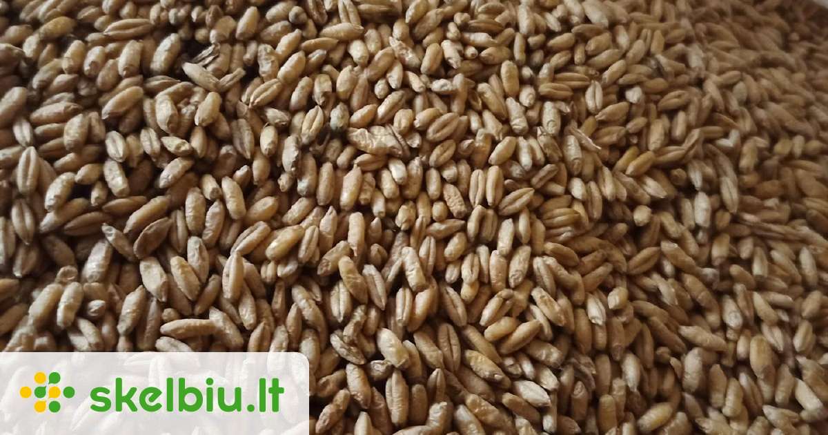 Parduodu žieminius kvietrugius. - Skelbiu.lt