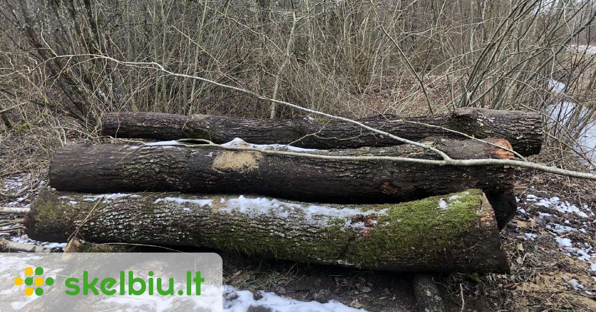 Ąžuolo rastai. - Skelbiu.lt