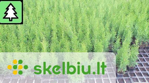 Tujos Smaragd – vazonas p9 - 0,45€- iki 50 cm - Skelbiu.lt