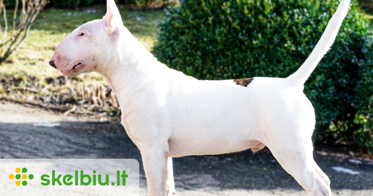 Bulterjerai šunys - Skelbiu.lt