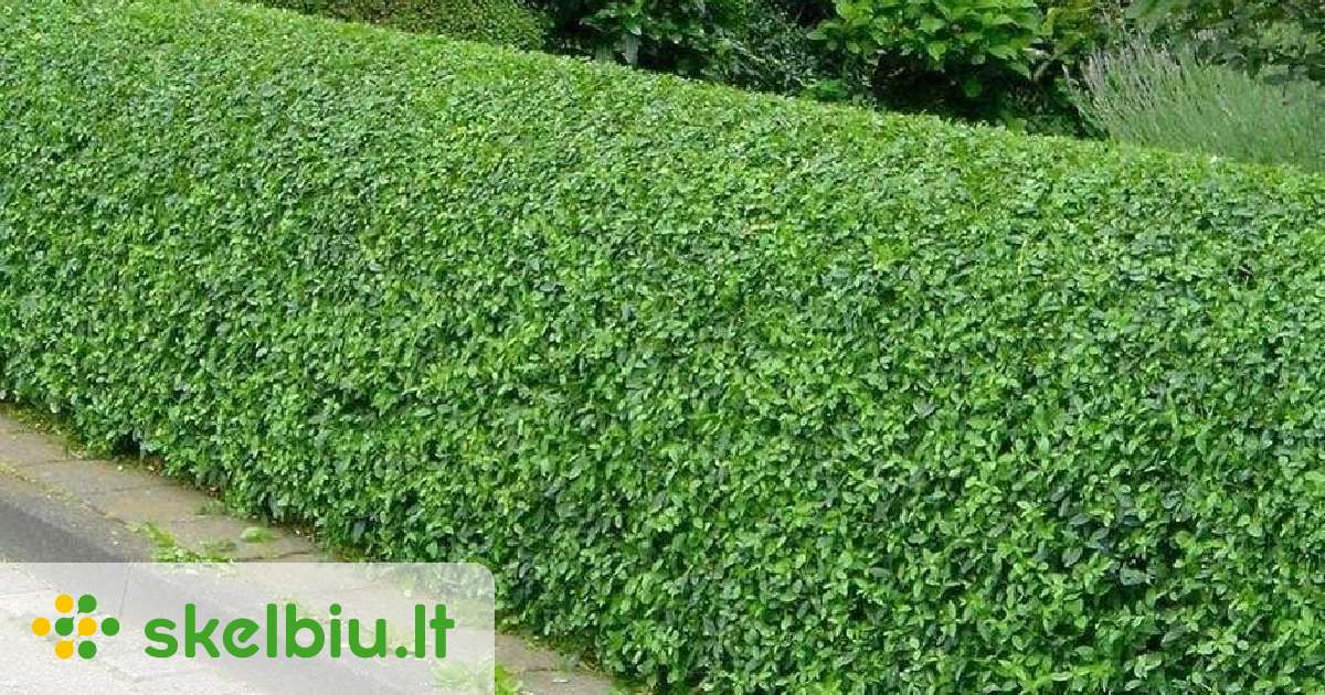 paprastasis ligustras skelbimai - Skelbiu.lt