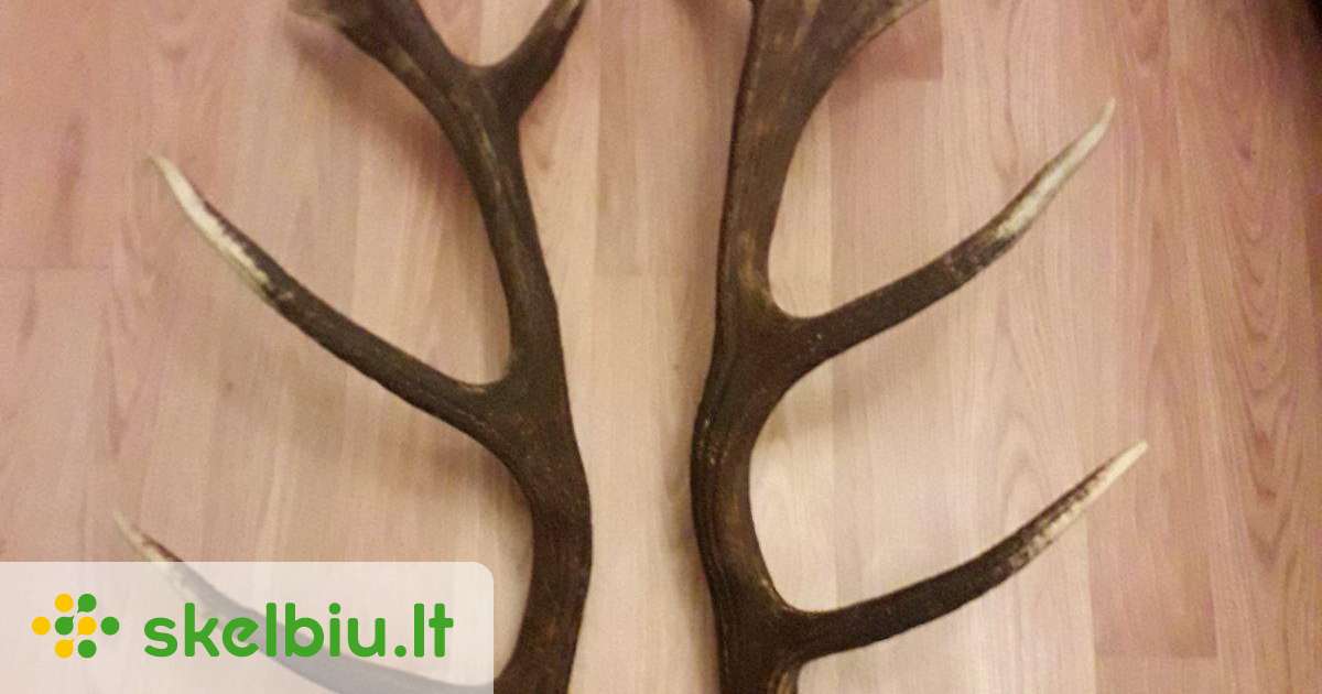 Briedžio ragai - Skelbiu.lt