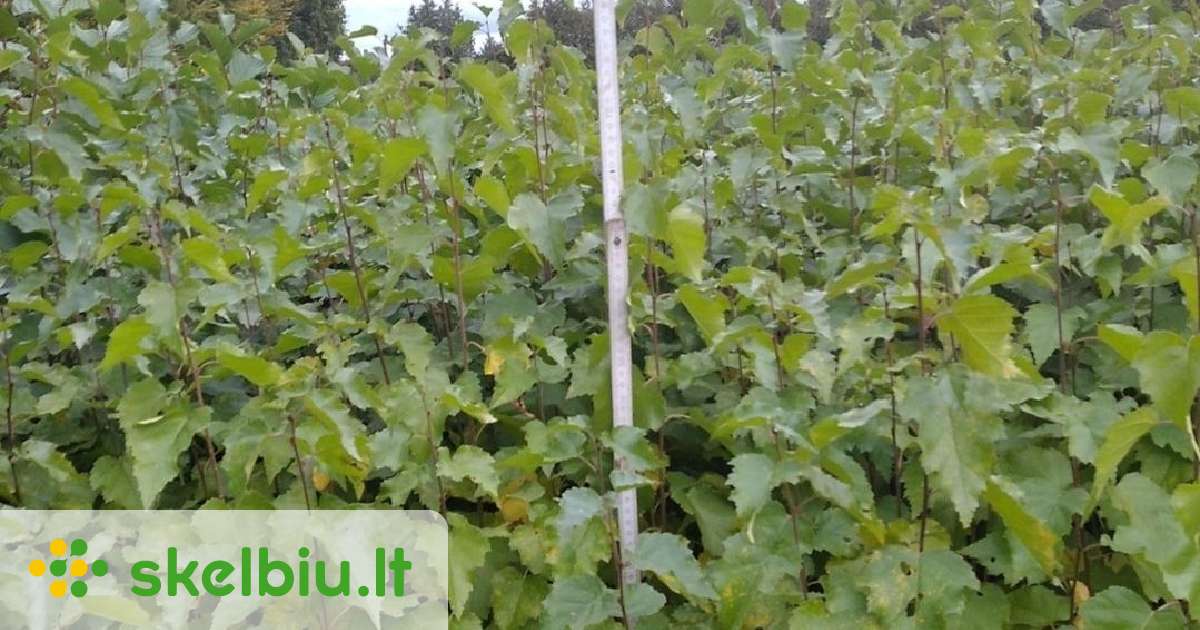 Beržų sodinukai - Skelbiu.lt