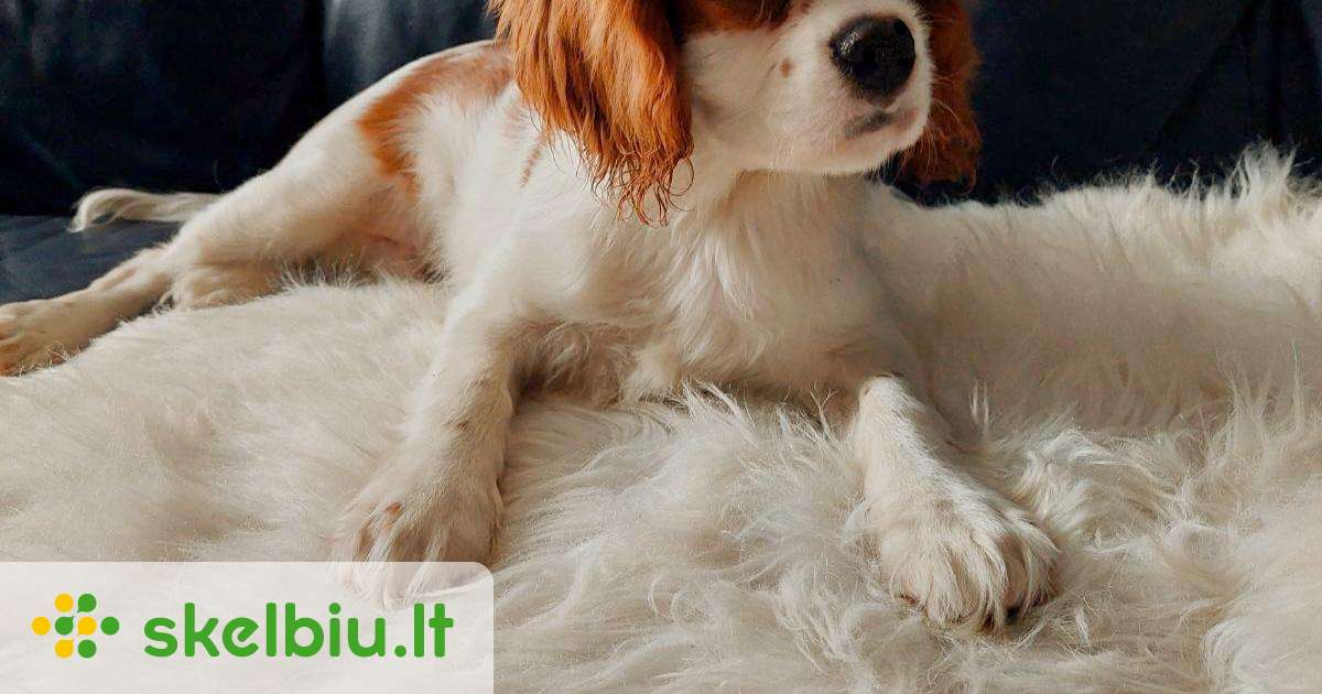 Kavalieriaus karaliaus Karolio spanielis - Skelbiu.lt