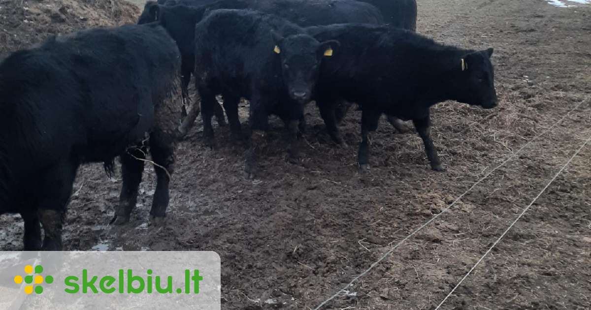 Grynaveisliai Angusai - Skelbiu.lt