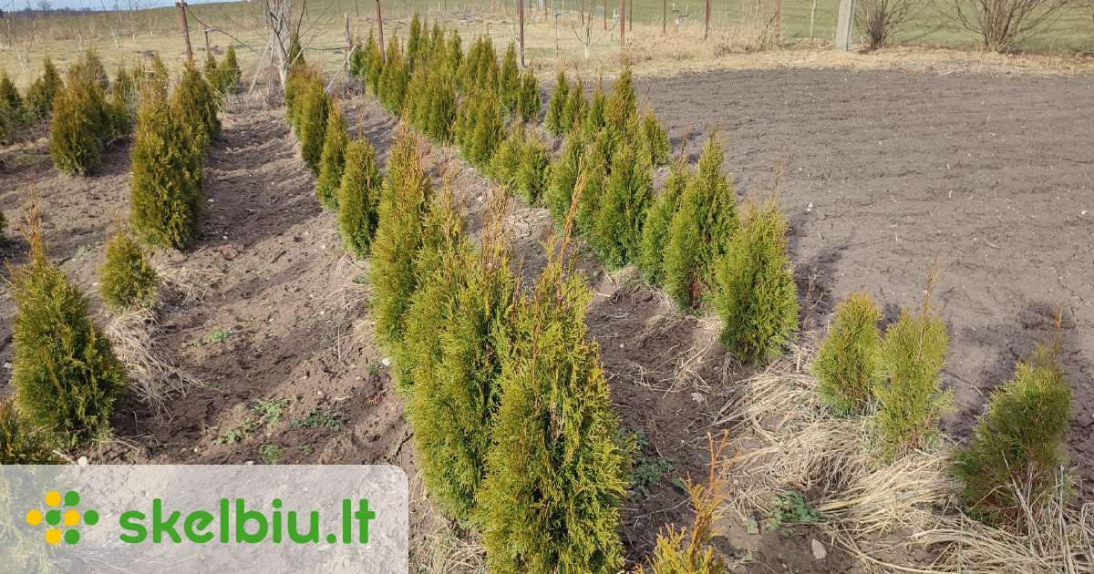 Smaragdines tujos - Skelbiu.lt