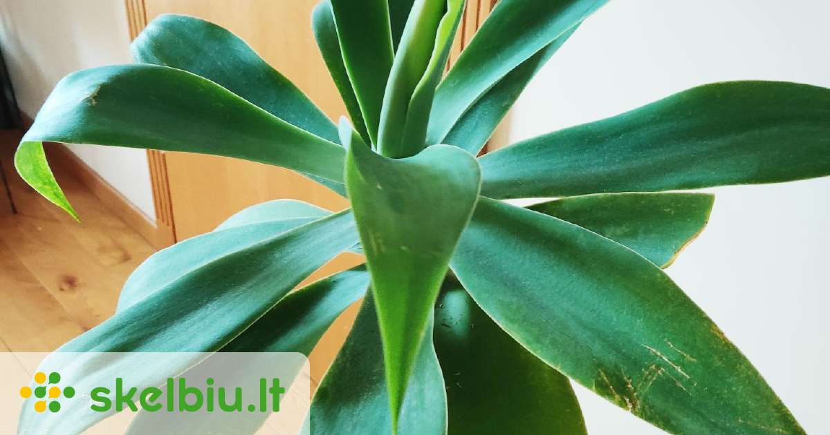 Kambarinė gele-medis "Agave attennuata"iš Madeiros - Skelbiu.lt